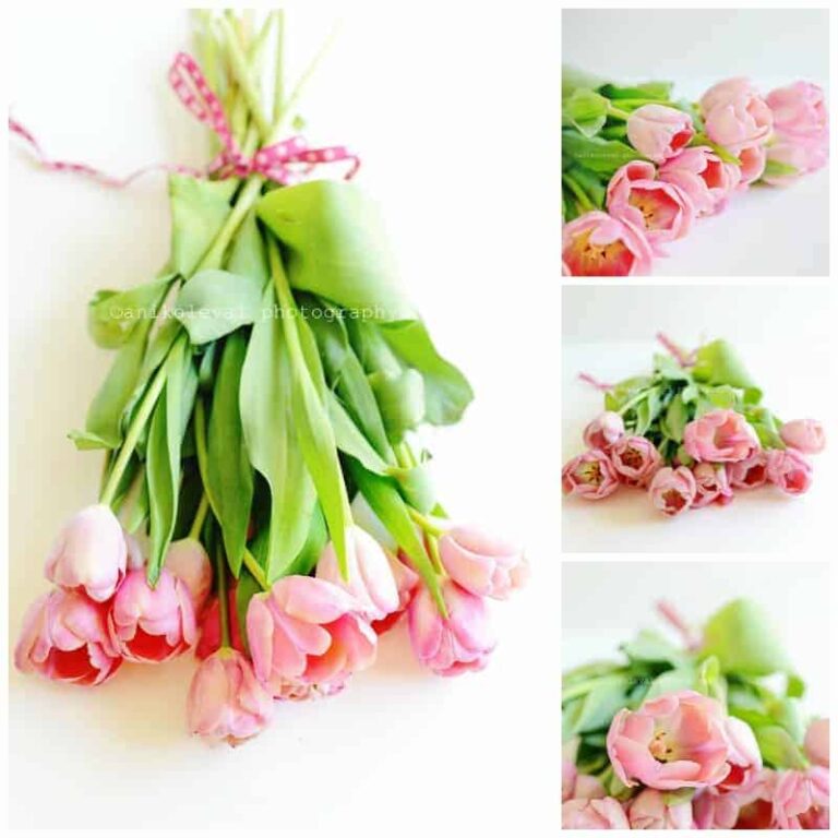 Tulips - Place Of My Taste
